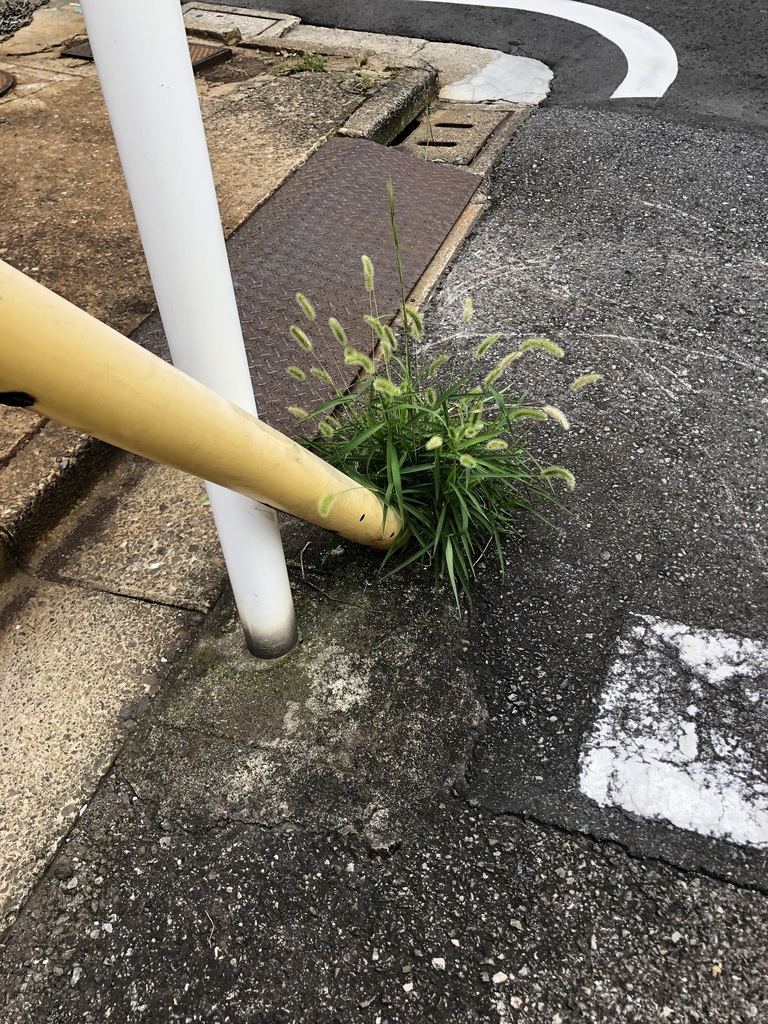 街角のねこじゃらし: Balkan's Photo Diary